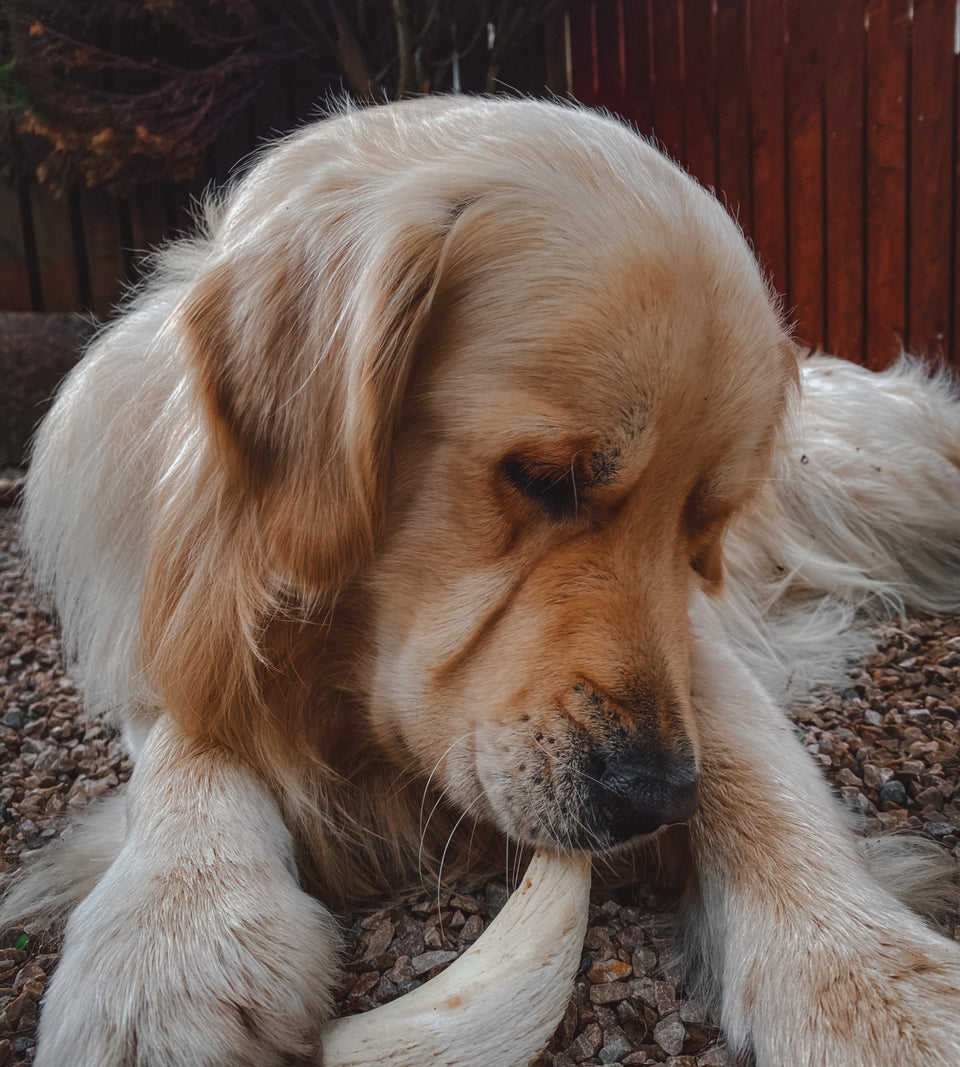 Deli Lamb Horn Marrow - Price Per 1 Piece – Dogbliss The Shop